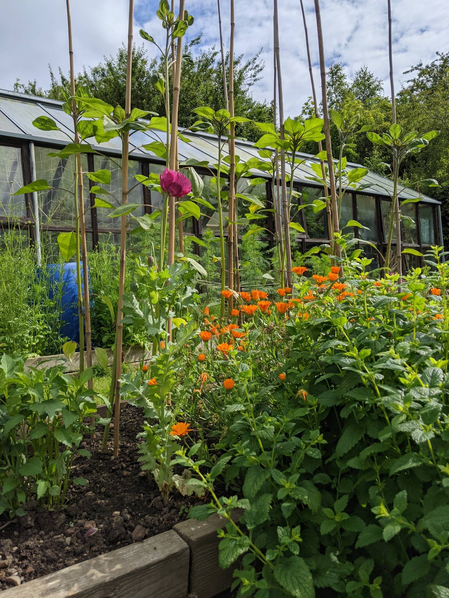 St Anns Allotments and STAA - How to find us